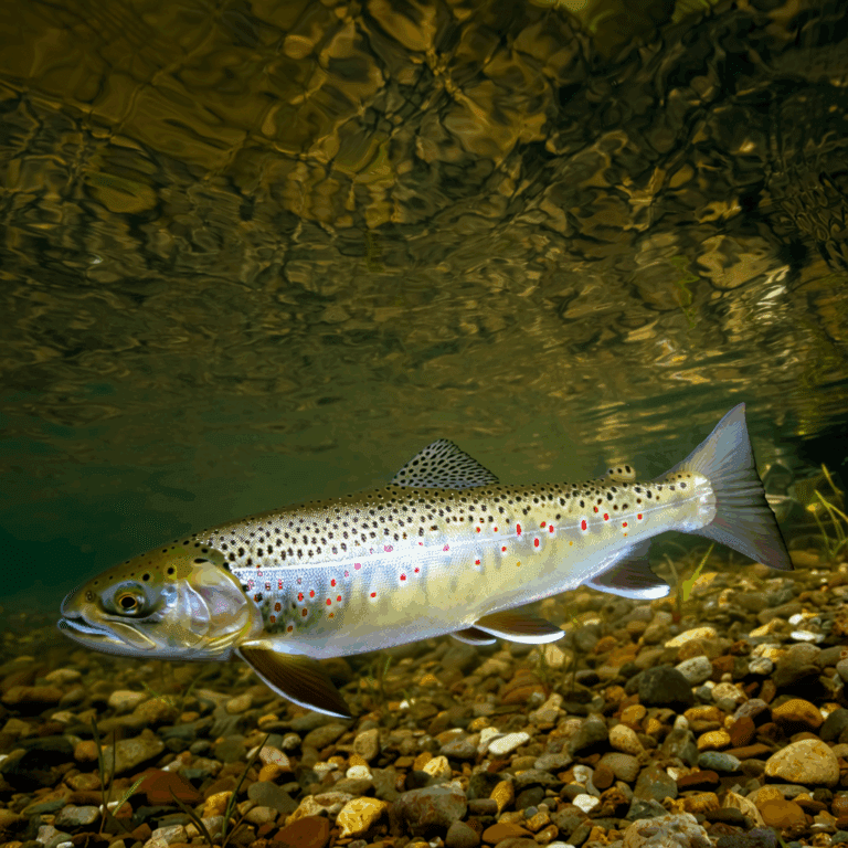 OSRS Fishing: A Comprehensive Guide - Fishing Mastery Hub